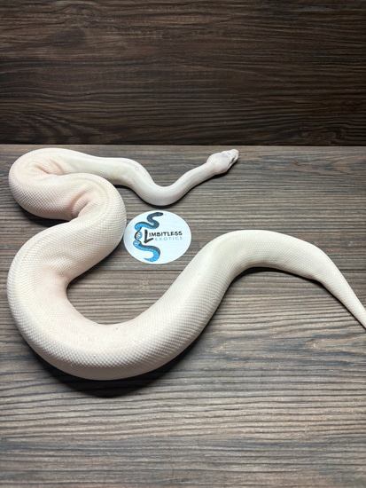 Albino Vpi Axanthic Ball Python by Limbitless Exotics