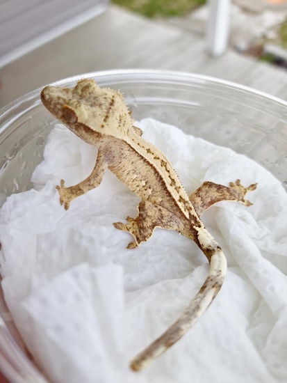 Super Stripe Yellow Base Crested Gecko by Hatcher’s Hatchlings