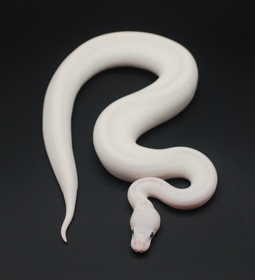 Blue Eyed Lucy Ball Python by Eclipsed Reptiles