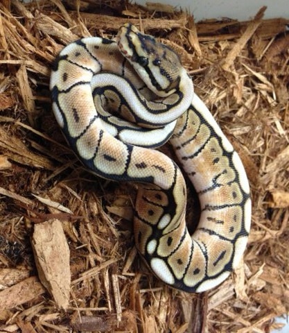 Spider Het Russo Ball Python by BHB Reptiles - MorphMarket
