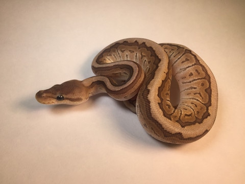 Cinnamon Jigsaw Ball Python by BHB Reptiles - MorphMarket