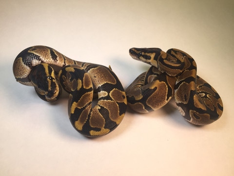 Het Sunset Ball Python by BHB Reptiles