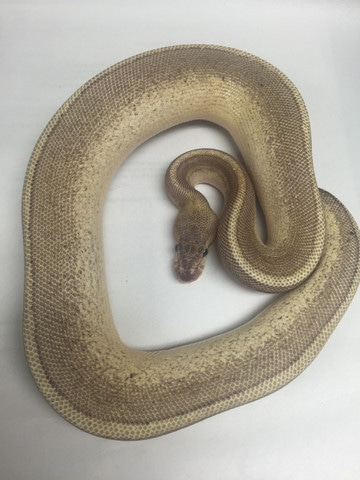 Super Spector Pinstripe Ball Python by BHB Reptiles