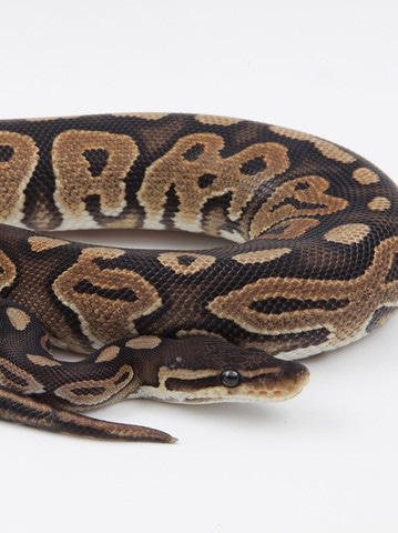 Cinnamon Het Sunset Ball Python by BHB Reptiles - MorphMarket