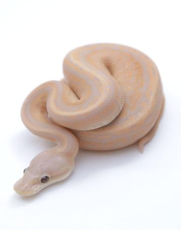 Banana Cinnamon Pinstripe Ball Python by BHB Reptiles - MorphMarket