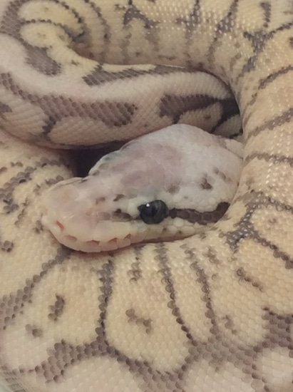 Silver Streak Lesser Woma Ball Python by BHB Reptiles