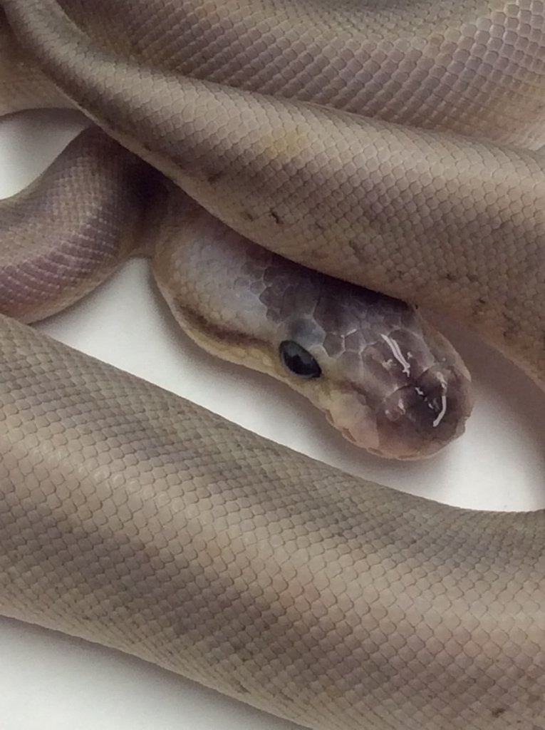 Super Super Pinstripe Ball Python by BHB Reptiles - MorphMarket