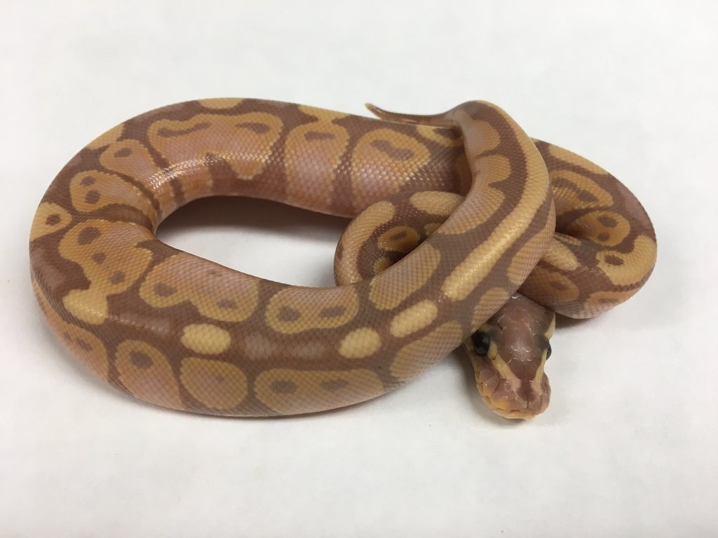 Banana Pastel Ball Python by BHB Reptiles - MorphMarket