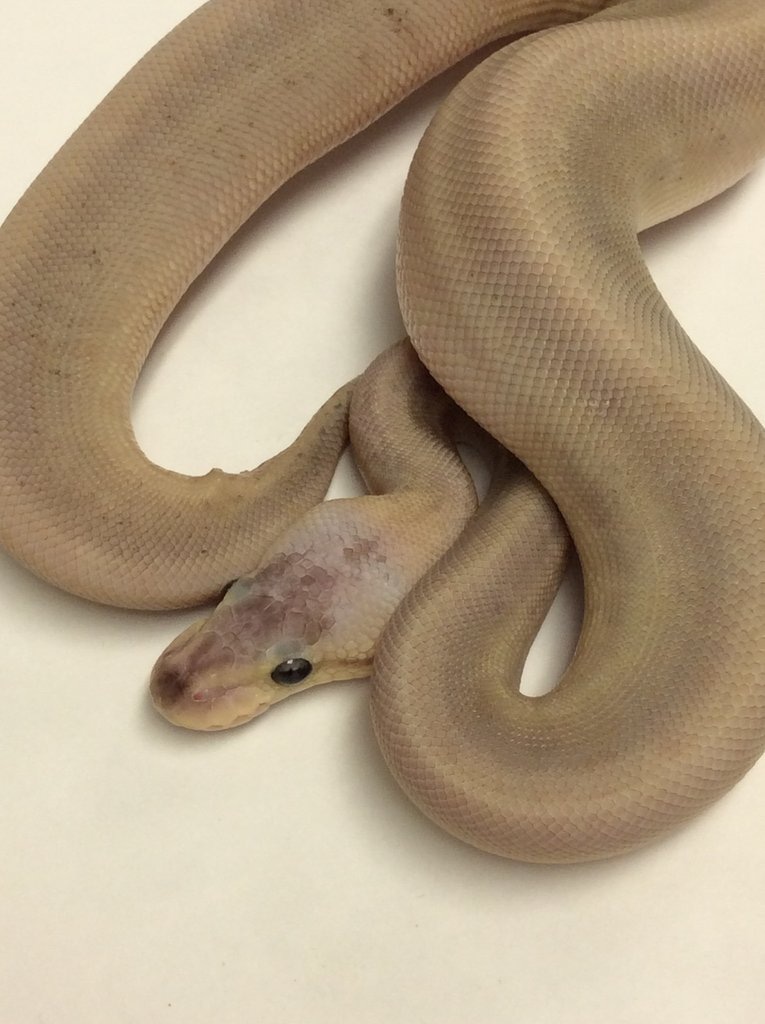 Super Super Pinstripe Ball Python by BHB Reptiles - MorphMarket