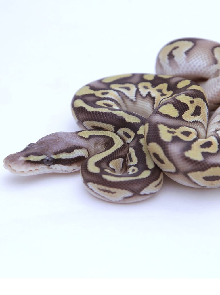 Super Pastave Ball Python by BHB Reptiles - MorphMarket