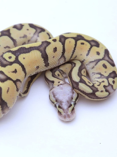 Superfly Ball Python by BHB Reptiles