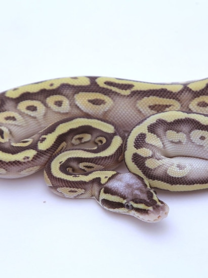 Super Pastel Lesser Orange Dream Ball Python by BHB Reptiles
