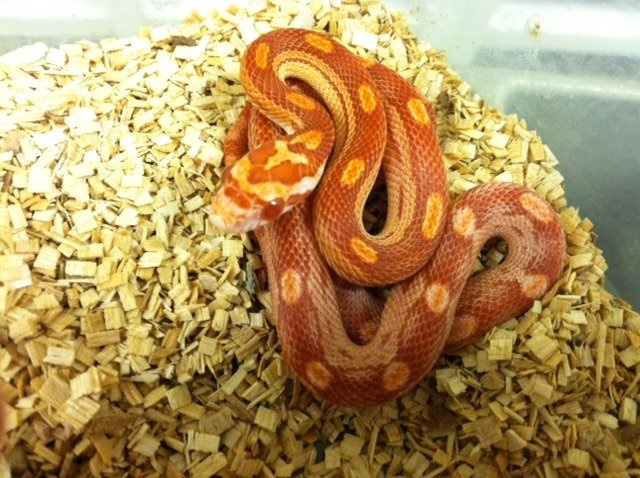 Albino Motley Corn Snake by BHB Reptiles - MorphMarket