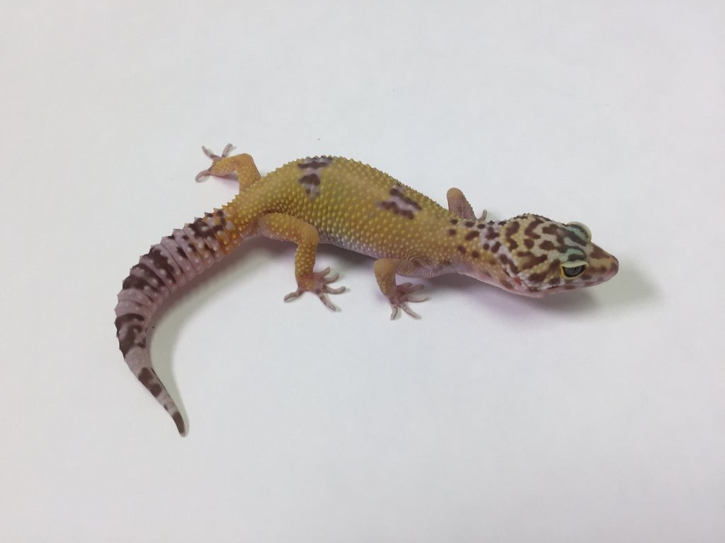 Hypo Tremper Pos Het Marble Eye Leopard Gecko by BHB Reptiles - MorphMarket