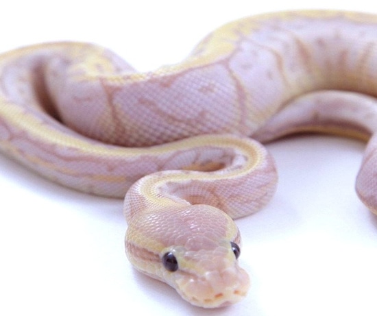 Banana Pastel Kingpin Ball Python by BHB Reptiles