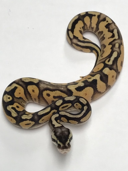 Firefly Yellowbelly Ball Python by BHB Reptiles