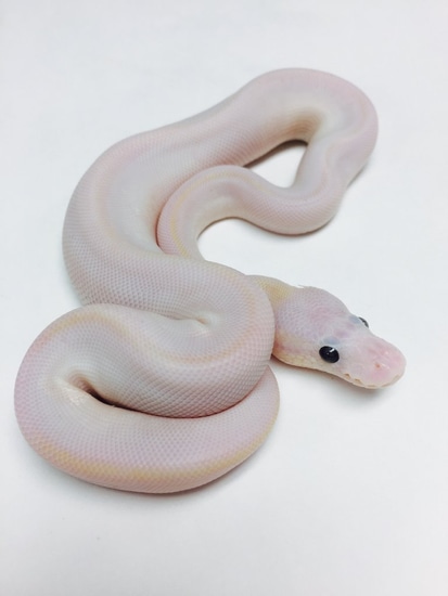 Bamboo Mojave Possible Cinnamon, Fire & Pinstripe Ball Python by BHB ...