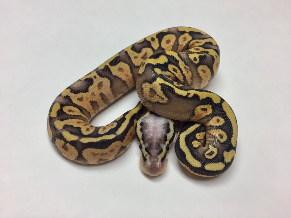Super Pastel Yellowbelly Ball Python by BHB Reptiles - MorphMarket