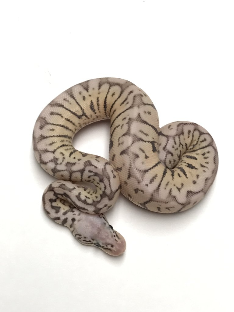 Super Pastel Black Pastel Bamboo Woma Ball Python by BHB Reptiles ...