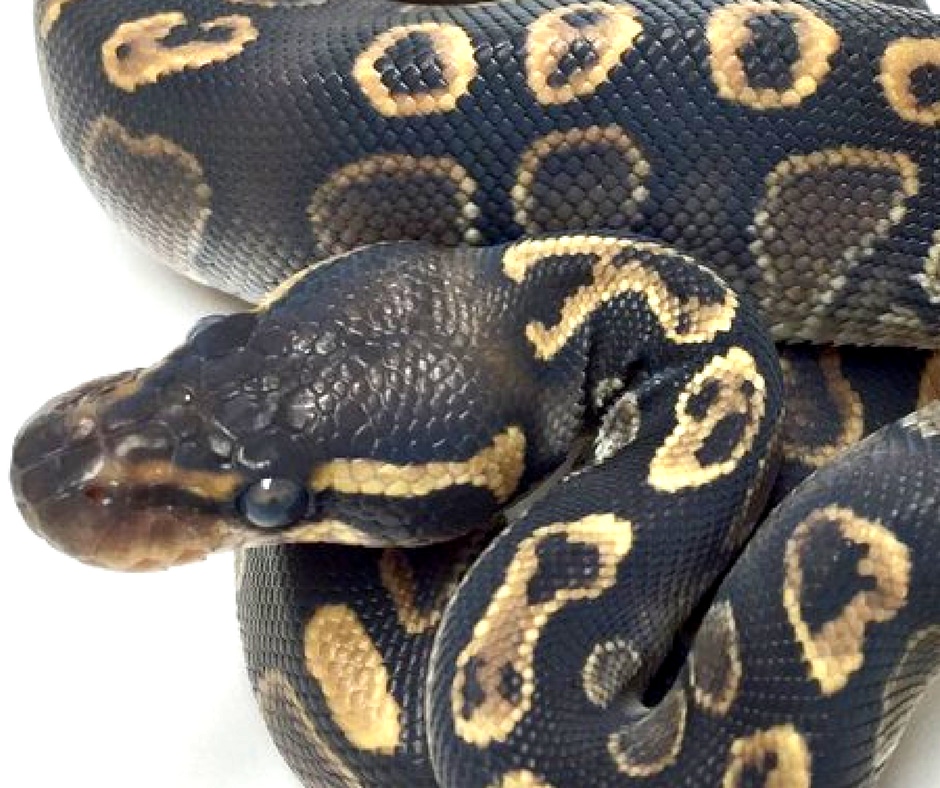 GHI Het Russo Ball Python by BHB Reptiles - MorphMarket