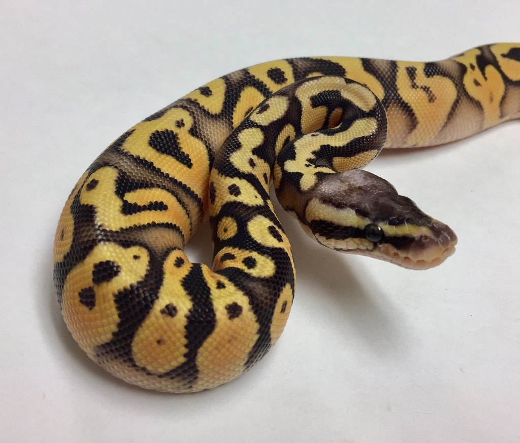 Super Pastel Orange Dream Spector Ball Python by BHB Reptiles - MorphMarket