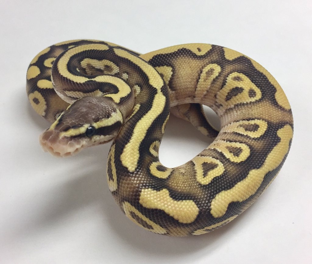 Fire Pastave Ball Python by BHB Reptiles - MorphMarket