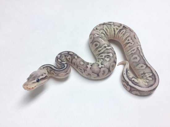 Fire Silver Streak Ball Python by BHB Reptiles