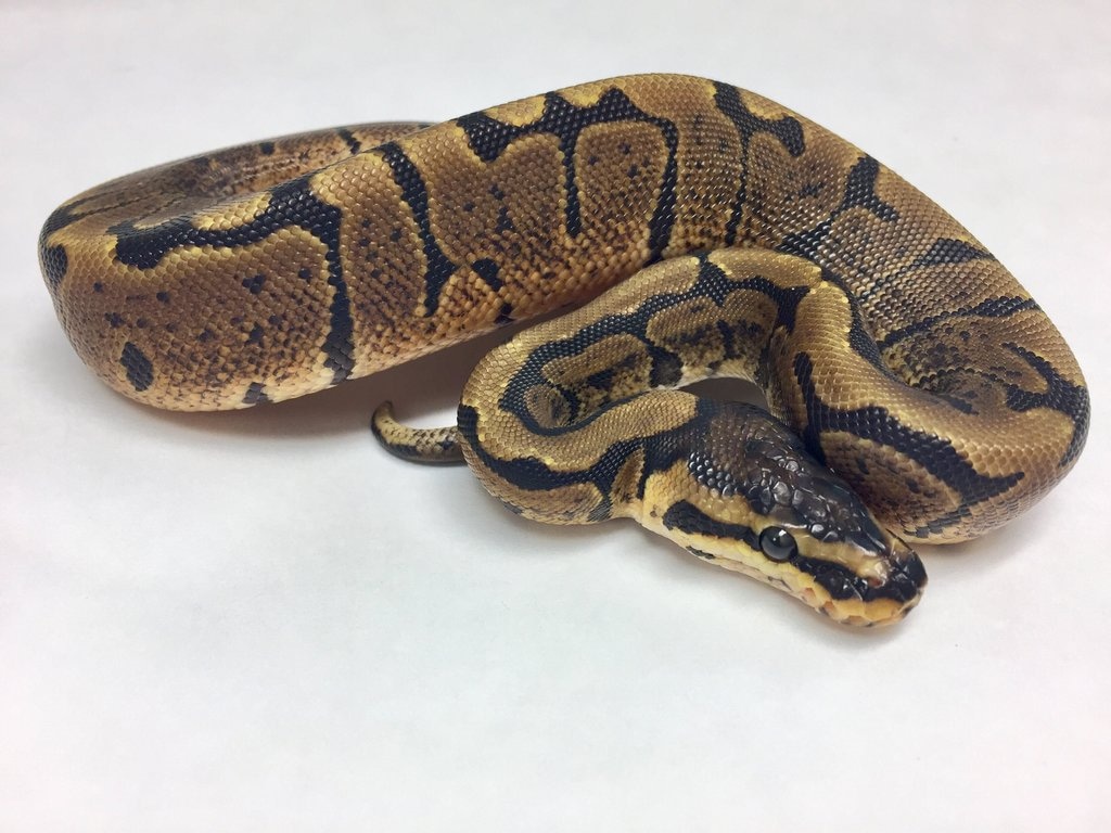 Woma Ball Python by BHB Reptiles - MorphMarket