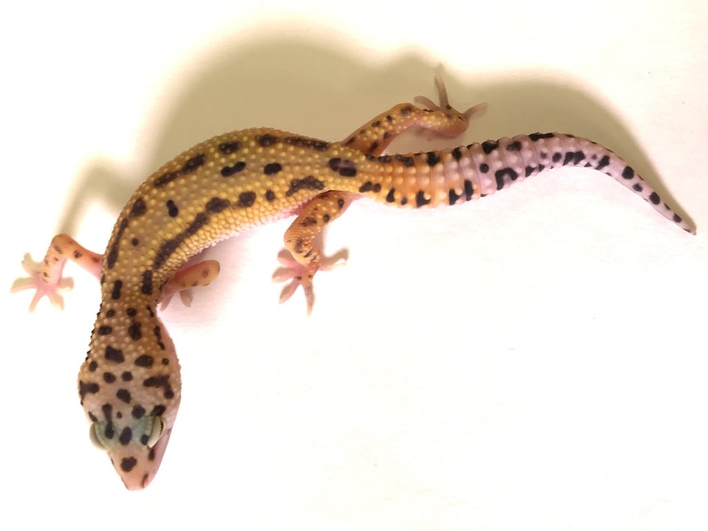 Patternless Stripe Leopard Gecko by BHB Reptiles - MorphMarket