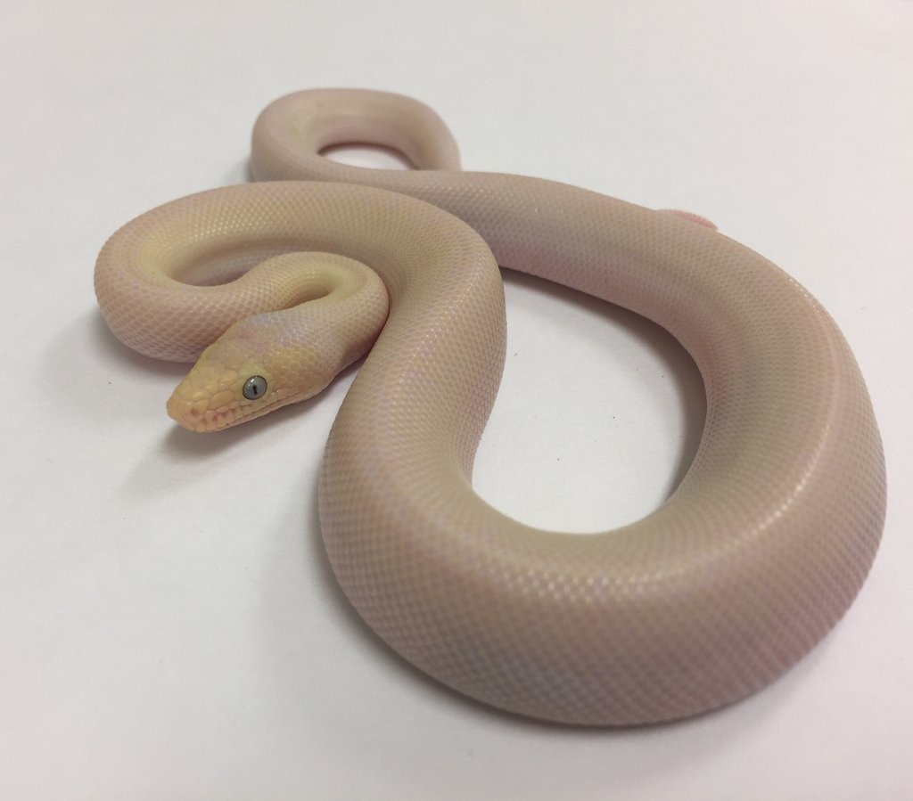 Leucistic Colombian Rainbow Boa by BHB Reptiles - MorphMarket