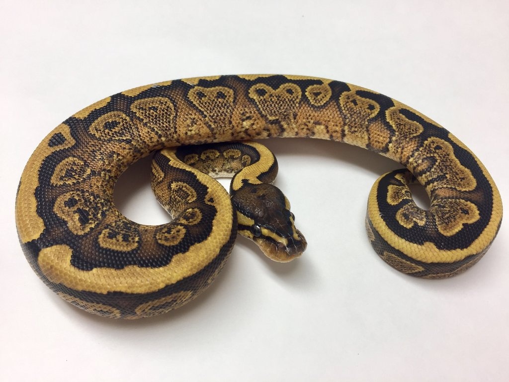 Fire GHI Red Stripe YellowBelly Ball Python by BHB Reptiles - MorphMarket
