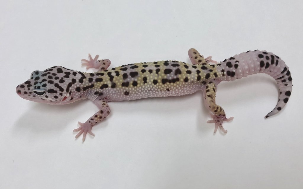 Mack Snow W/Y Het Murphy Patternless Leopard Gecko by BHB Reptiles ...
