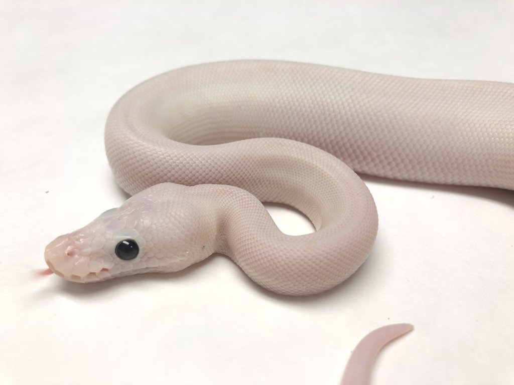 Super Fire Ball Python by BHB Reptiles - MorphMarket