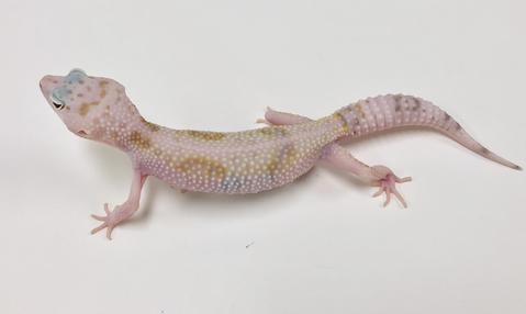 Hypo Mack Snow Tremper Albino W/Y Pos Het Eclipse Leopard Gecko by BHB ...