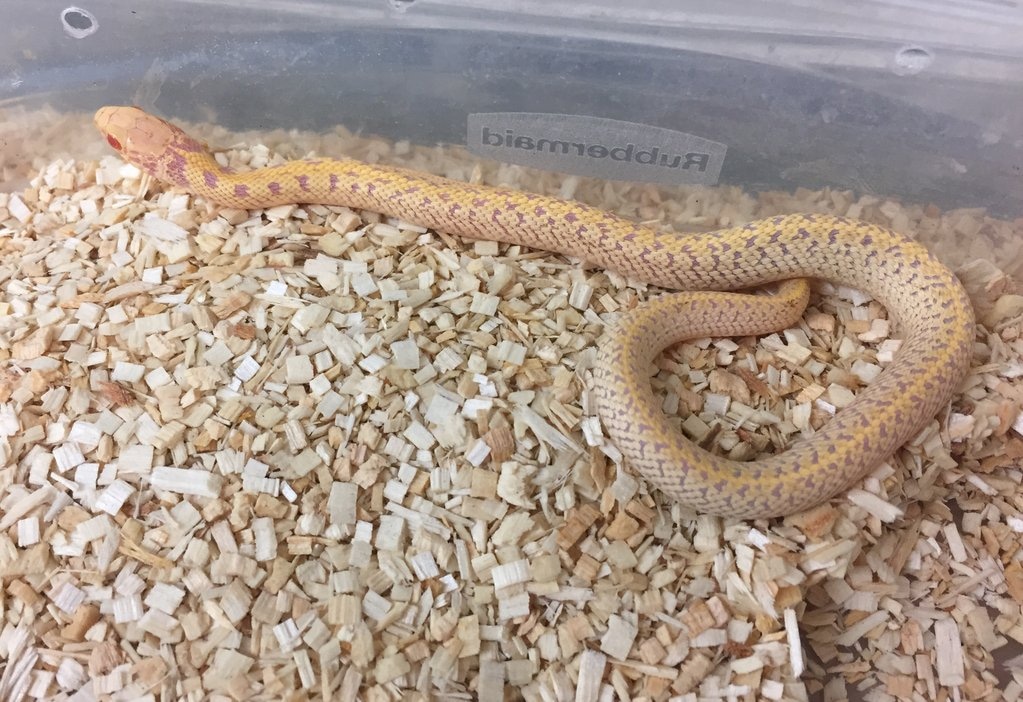 Albino Granite Checkered Garter Snake by BHB Reptiles - MorphMarket