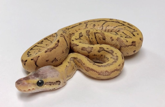 Dragonfly Yellowbelly Ball Python by BHB Reptiles