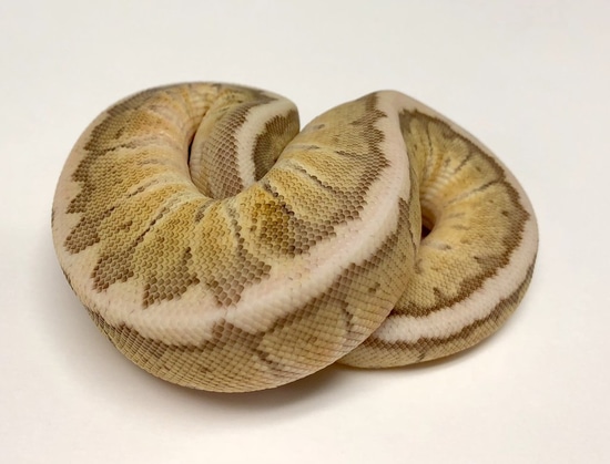Pastel Fire Woma Lesser Pinstripe Ball Python by BHB Reptiles