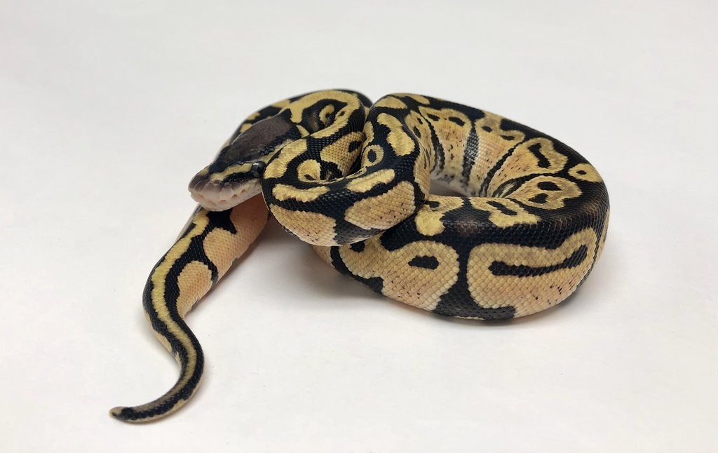 Pastel Bongo Ball Python by BHB Reptiles - MorphMarket