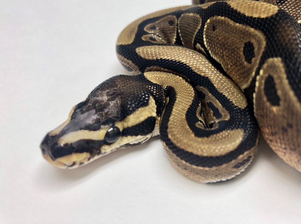 Scaleless Head Ball Python by BHB Reptiles - MorphMarket