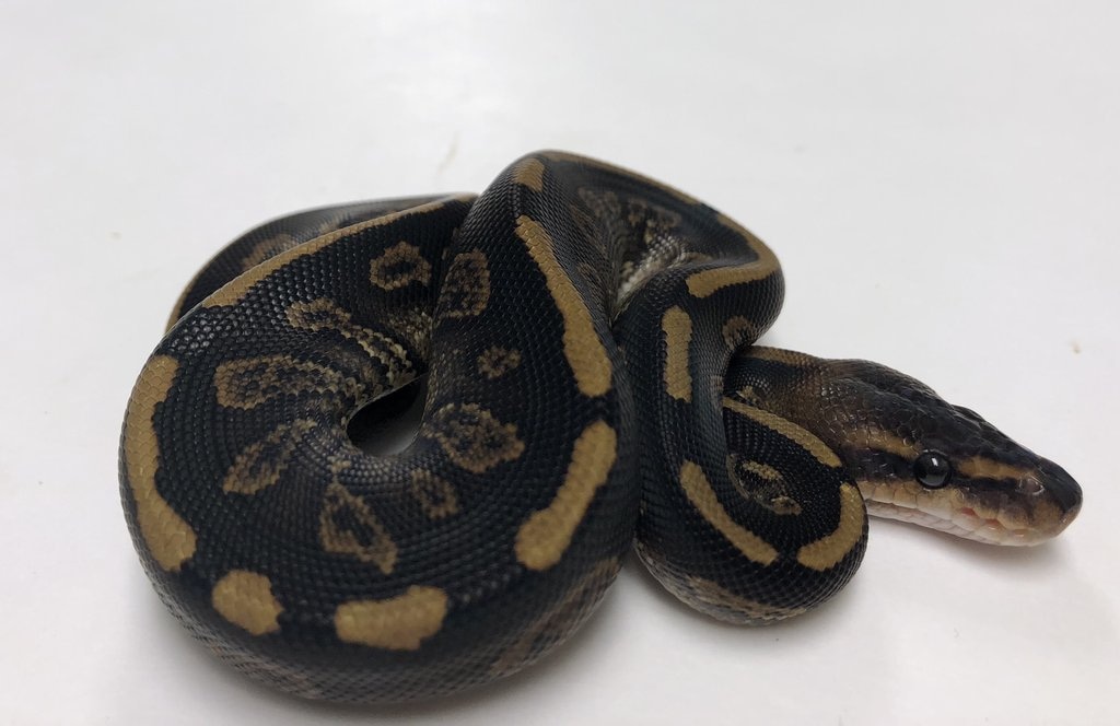 Chocolate Mahogany Ball Python by BHB Reptiles - MorphMarket