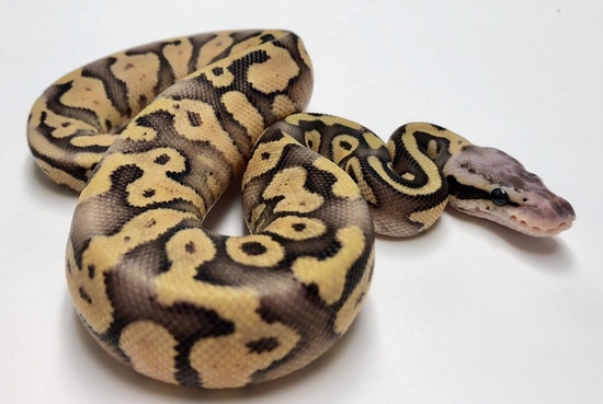 Super Pastel Yellowbelly Ball Python by BHB Reptiles