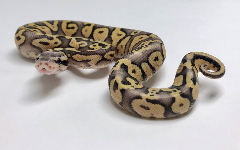 Super Pastel Yellowbelly Ball Python by BHB Reptiles - MorphMarket