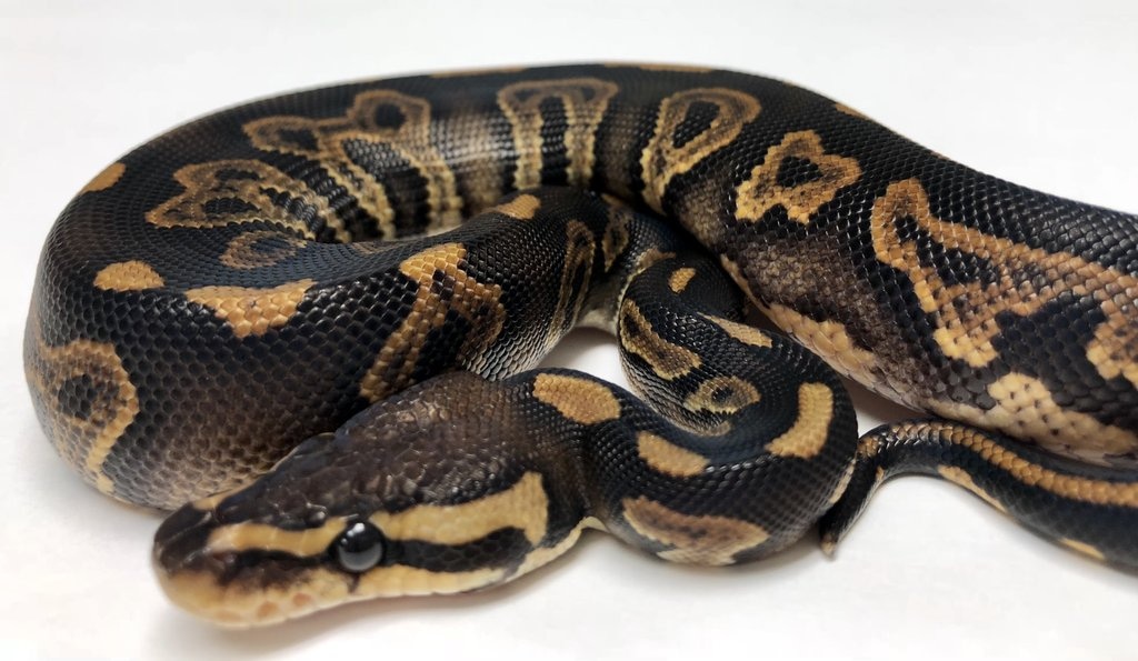 Chocolate Black Pastel Ball Python by BHB Reptiles - MorphMarket