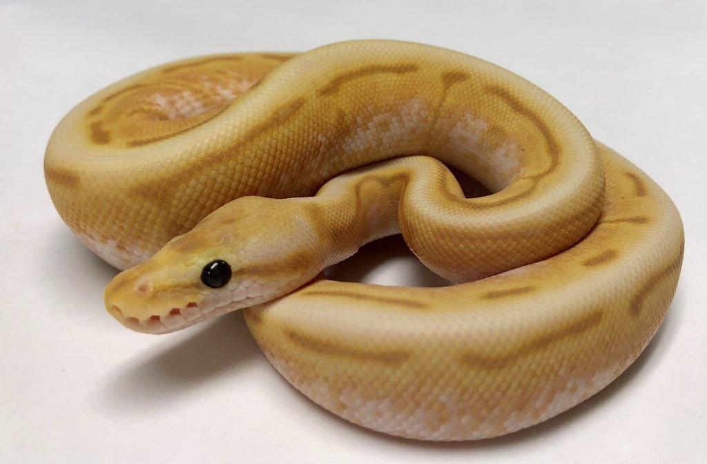 Banana Motley Bee Ball Python by BHB Reptiles - MorphMarket