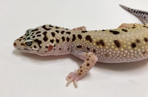 Patternless Stripe Leopard Gecko by BHB Reptiles