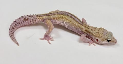 Mack Snow Raptor Reverse Stripe W/Y Leopard Gecko by BHB Reptiles