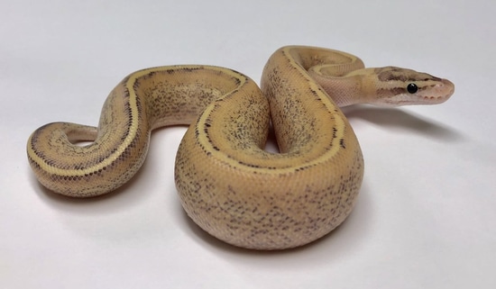 Puma McKenzie Ball Python by BHB Reptiles