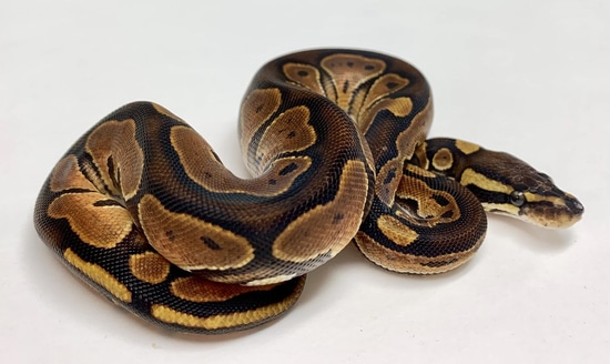 Black Pastel Enchi Ball Python by BHB Reptiles