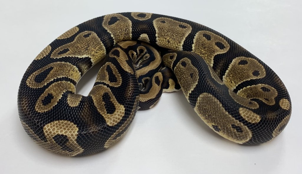 Scaleless Head Ball Python by BHB Reptiles - MorphMarket