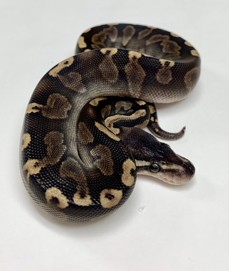 Cinnamon GHI Ball Python by BHB Reptiles